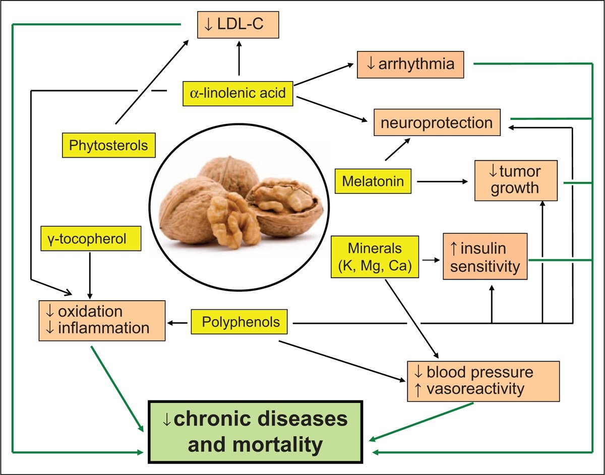 Walnut-8 Health Advantages and nutrients availability